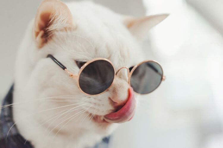  Warrior Cat Name Generator Awesome Names For Warrior Cats