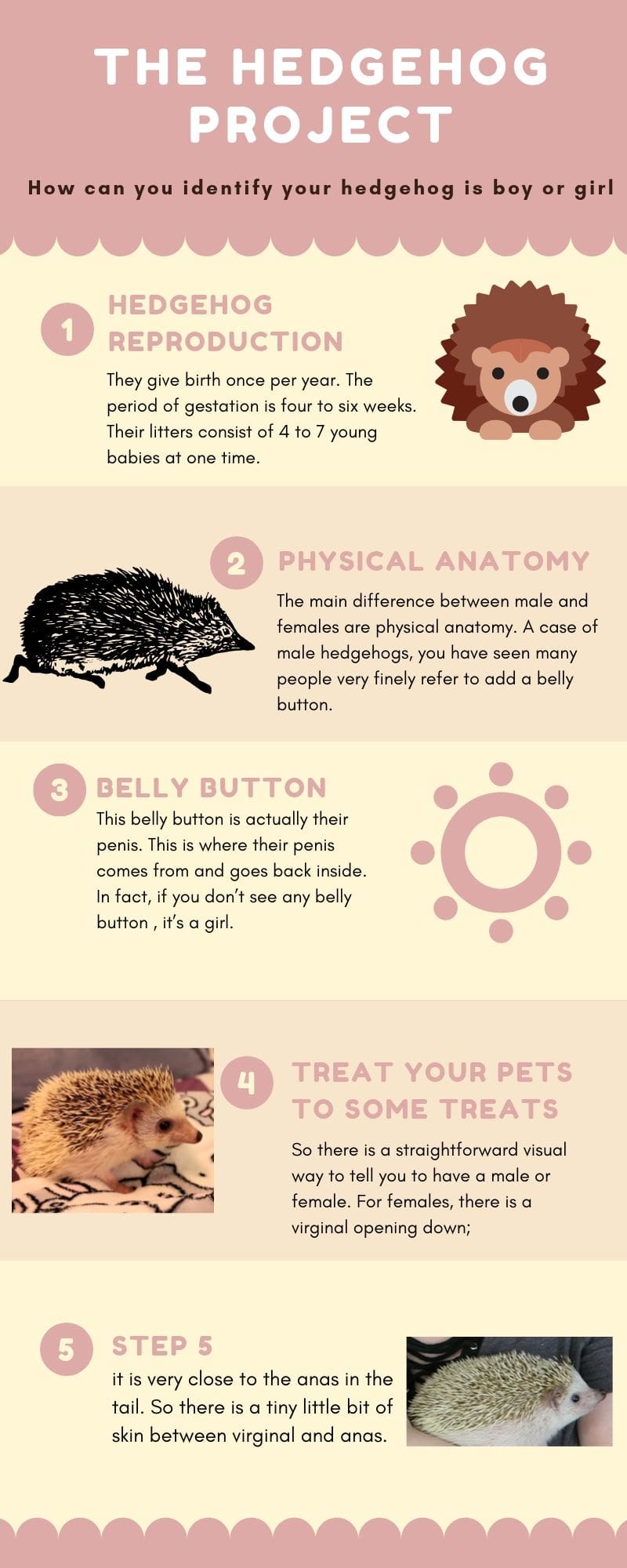 Hedgehog Names Which is Awesome Unique and Exotic – Male Cat Names ...