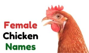 1000+ Chicken Names Top Best Funny Unique Names for Chickens – Male Cat ...